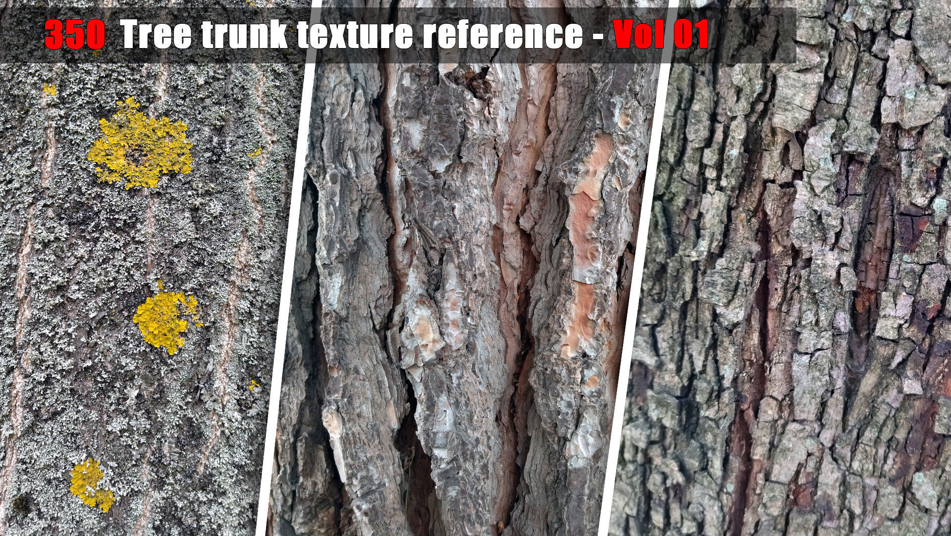 Tree trunk texture reference - Vol 01 3D model | CGTrader