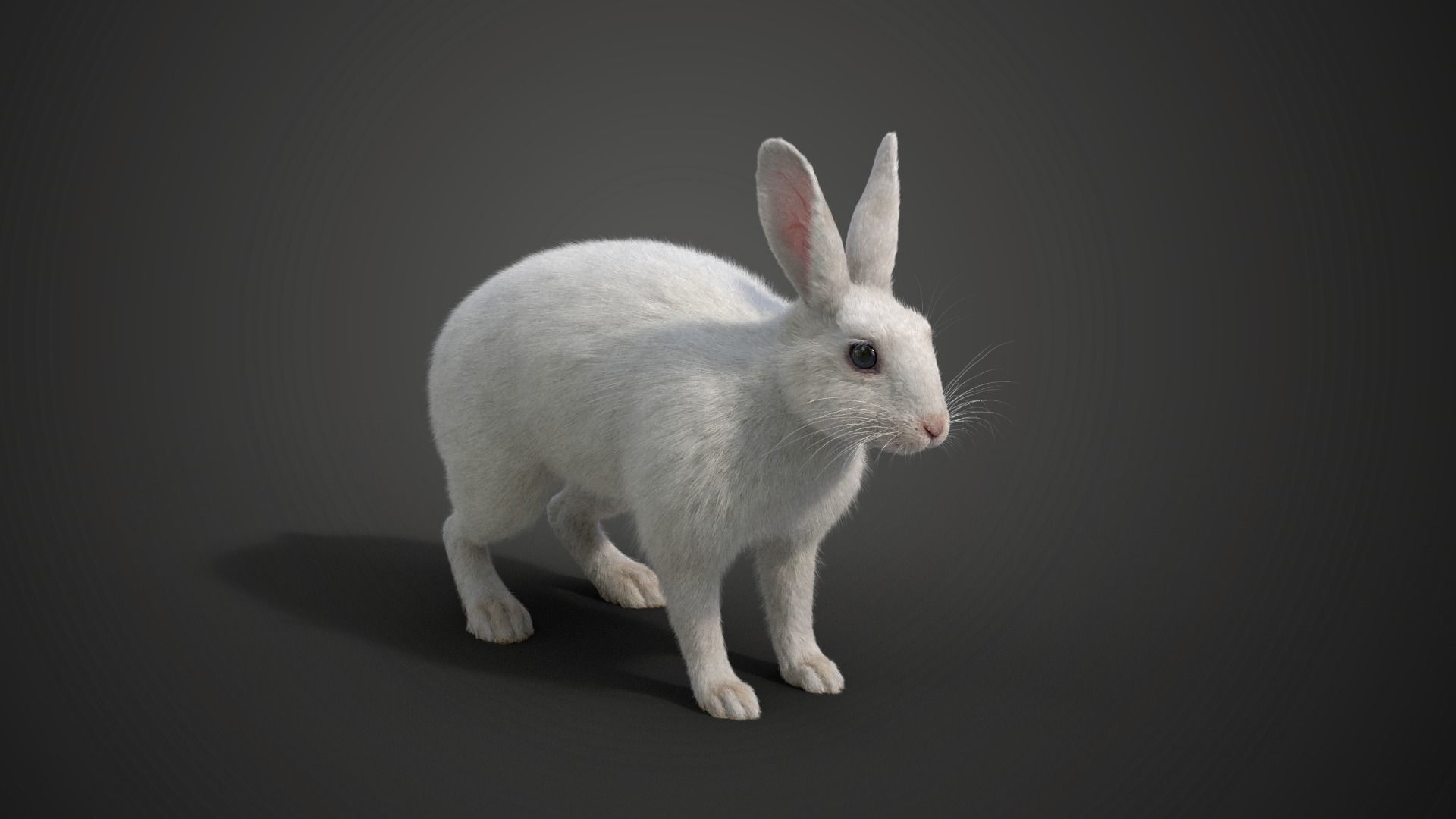 White rabbit Animated VFX Grace 3D model animated rigged | CGTrader