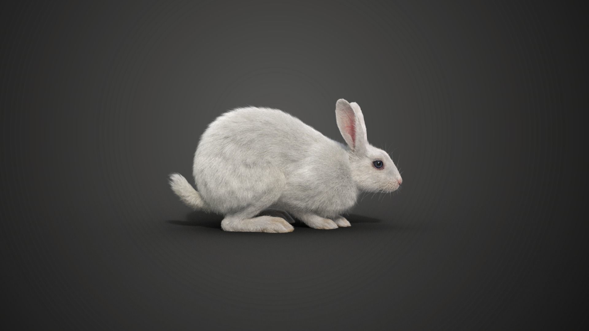 White rabbit Animated VFX Grace 3D model animated rigged | CGTrader