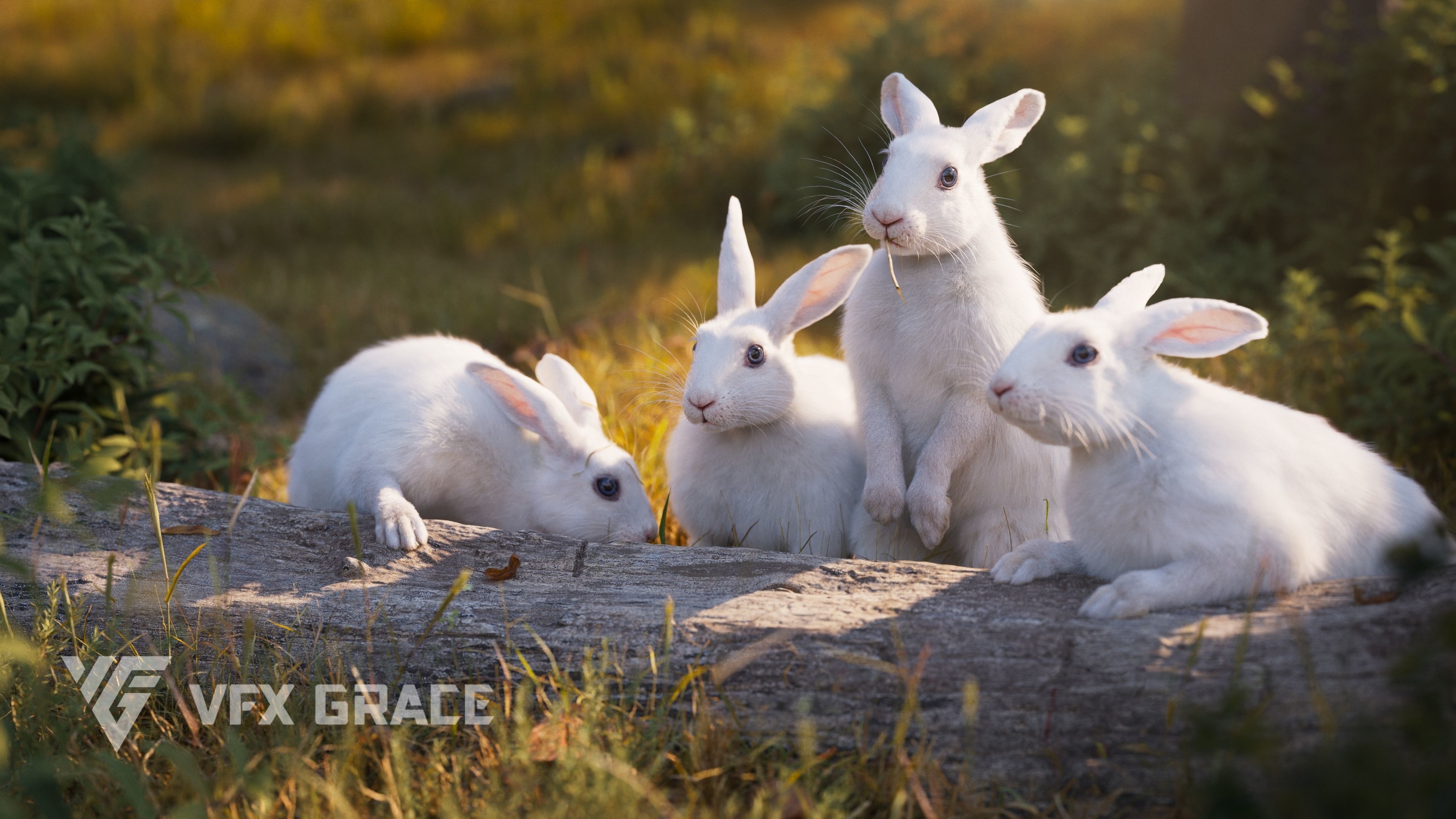 White rabbit Animated VFX Grace 3D model animated rigged | CGTrader