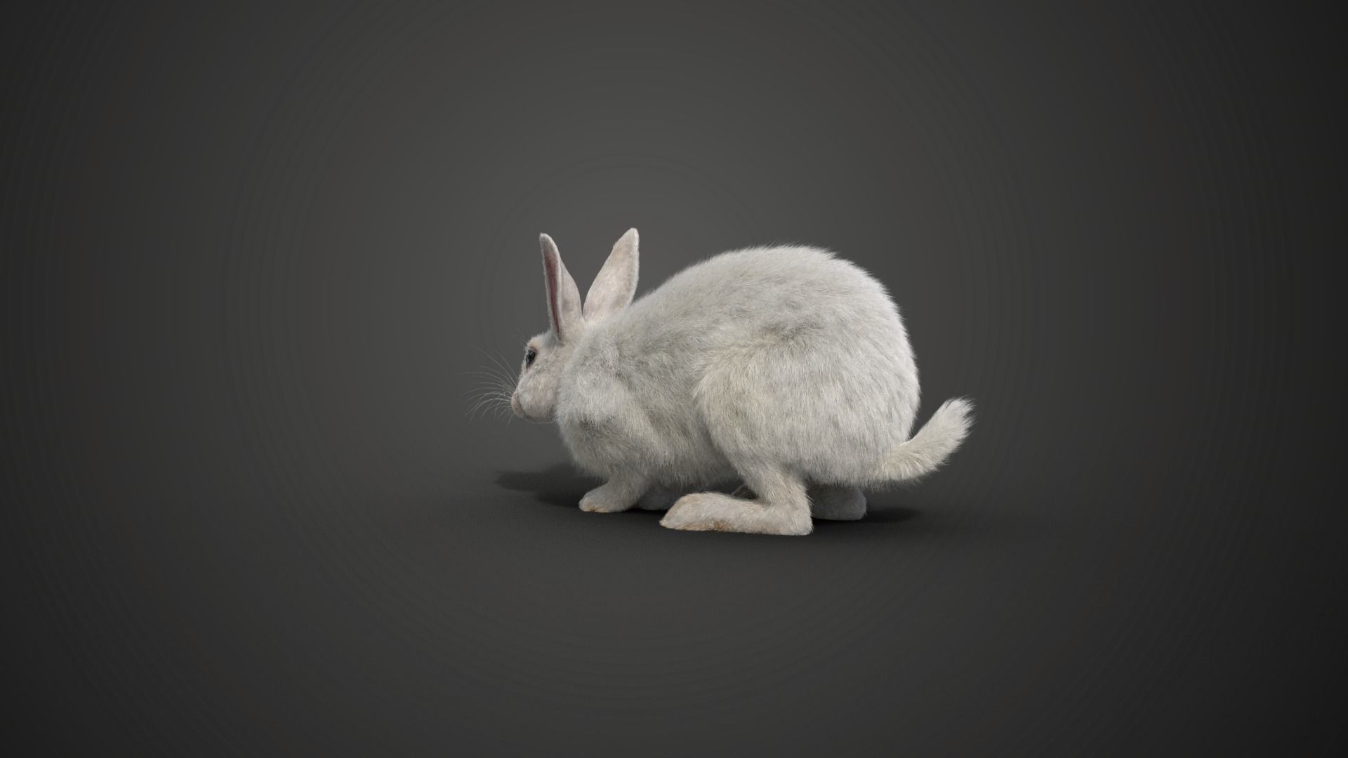 White rabbit Animated VFX Grace 3D model animated rigged | CGTrader