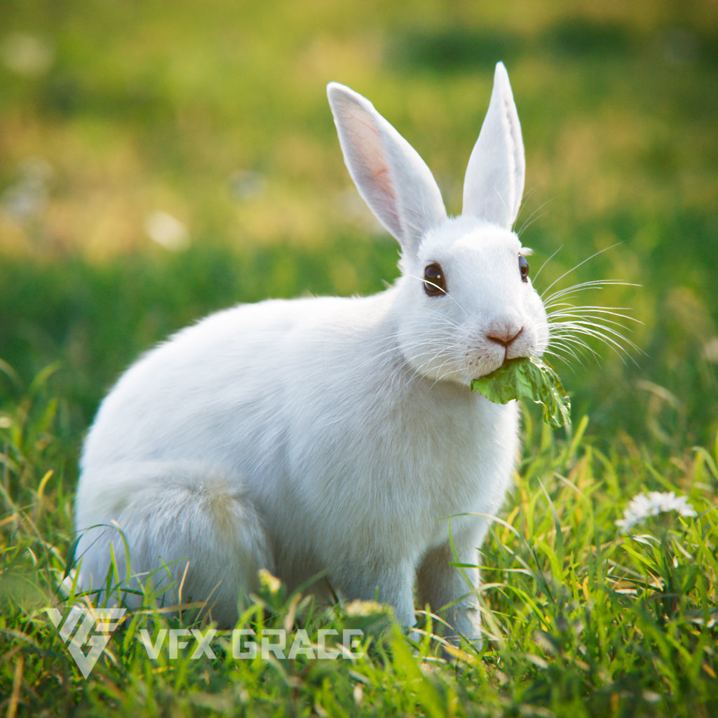 White rabbit Animated VFX Grace 3D model animated rigged | CGTrader