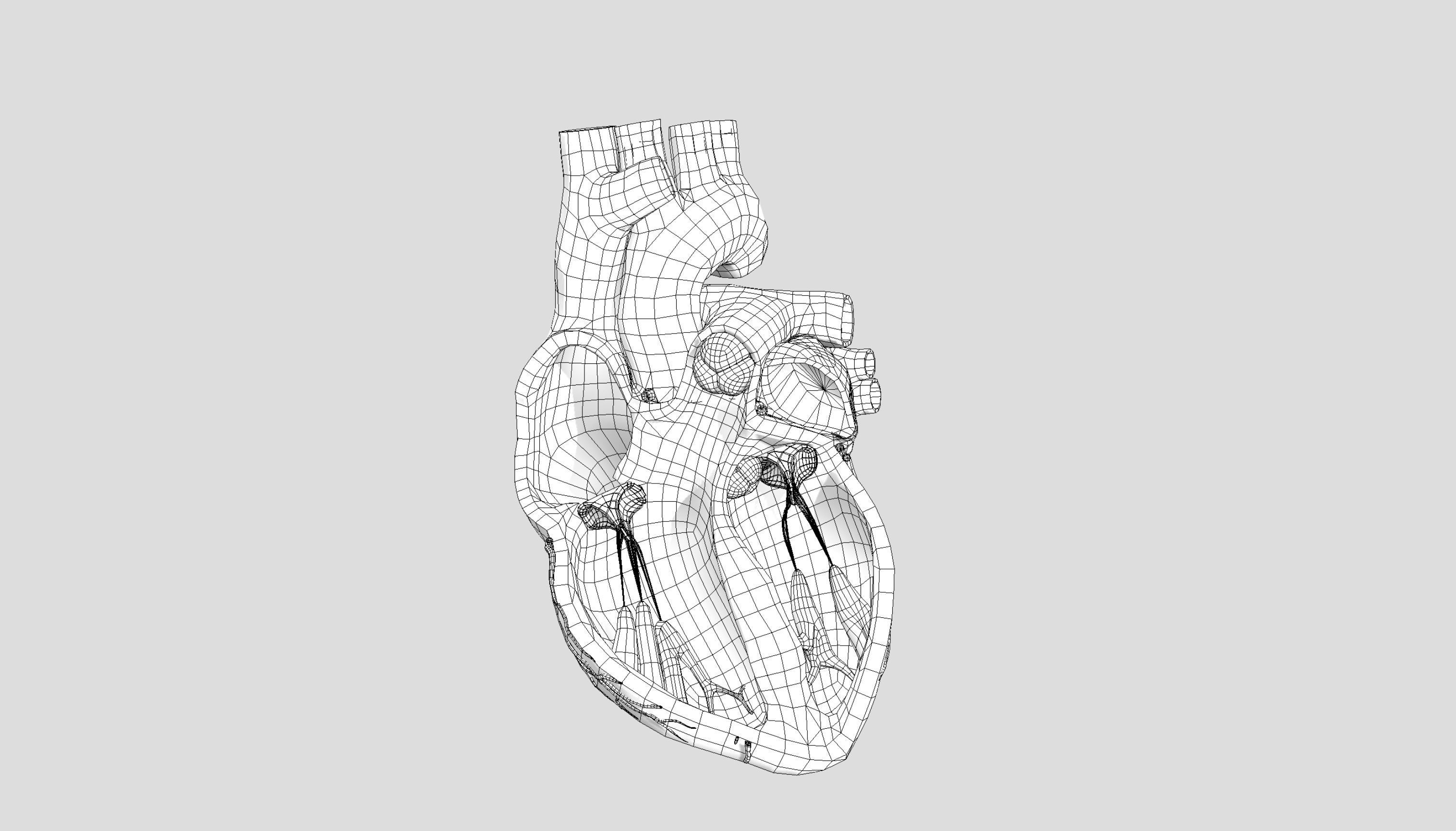 3D model Human Heart with Cross section VR / AR / low-poly | CGTrader