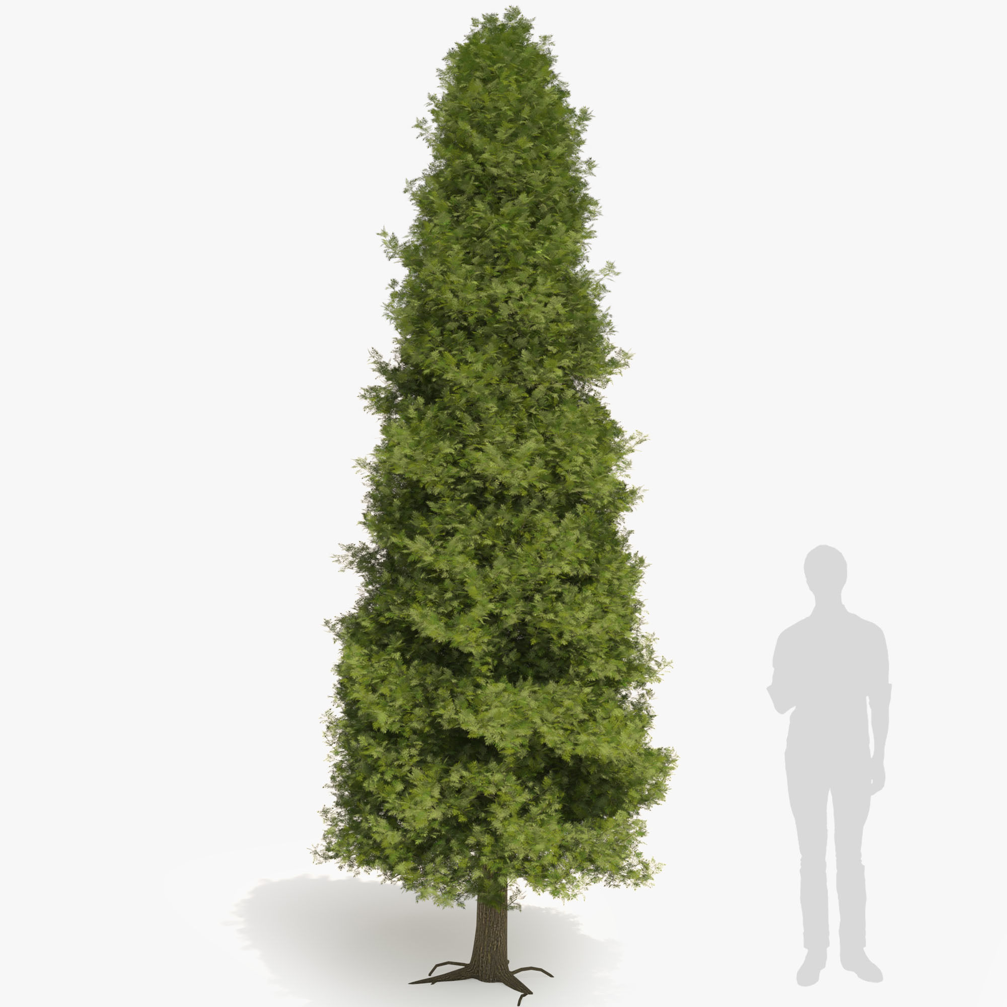 Thuja tree 3D model | CGTrader