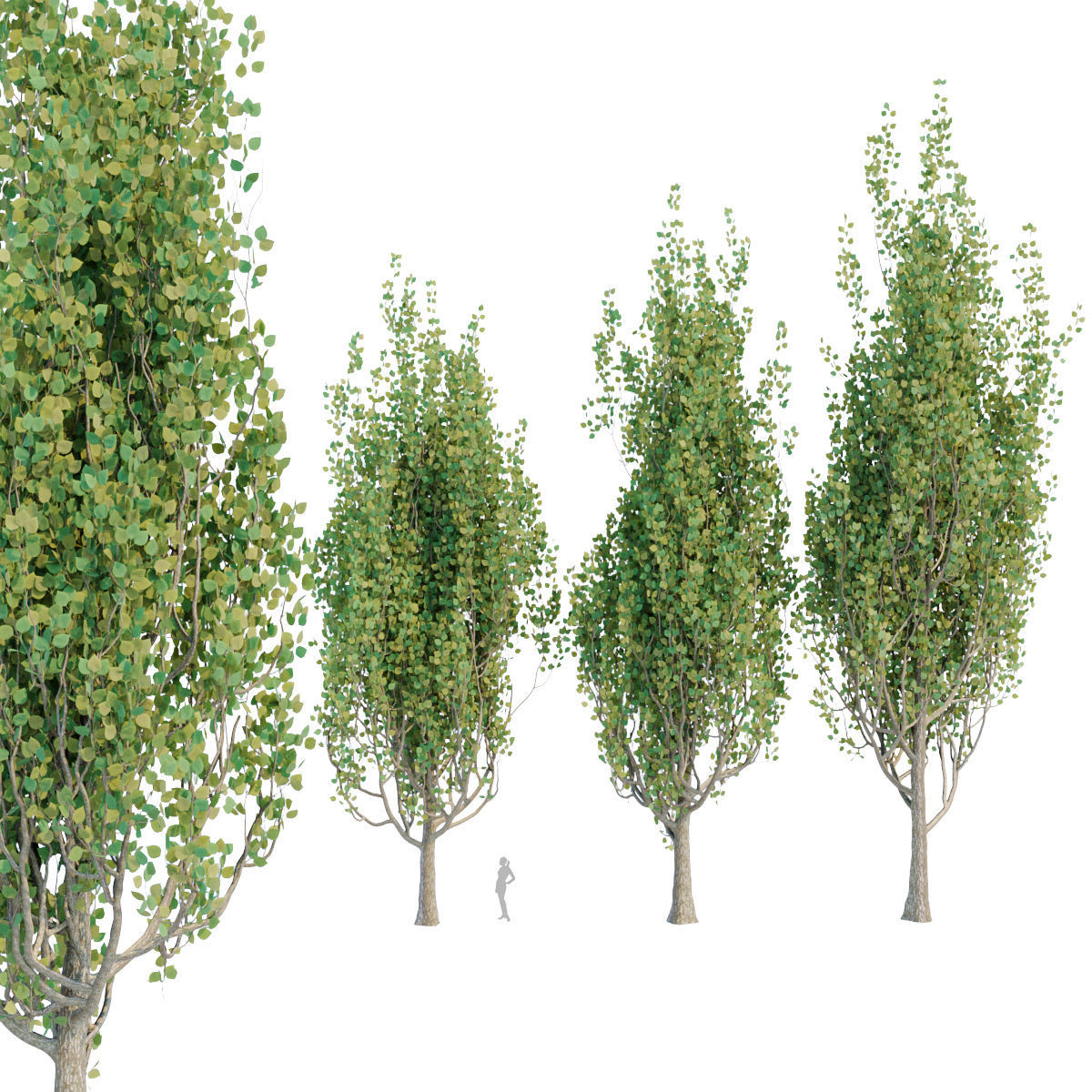 poplar trees collection vol 44 3D model | CGTrader