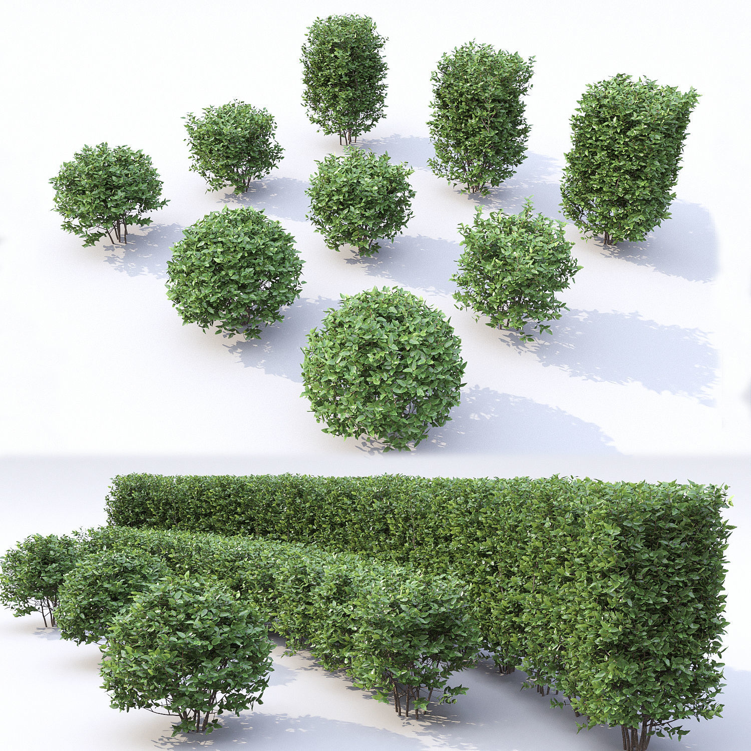 Cotoneaster lucidus 3D model | CGTrader