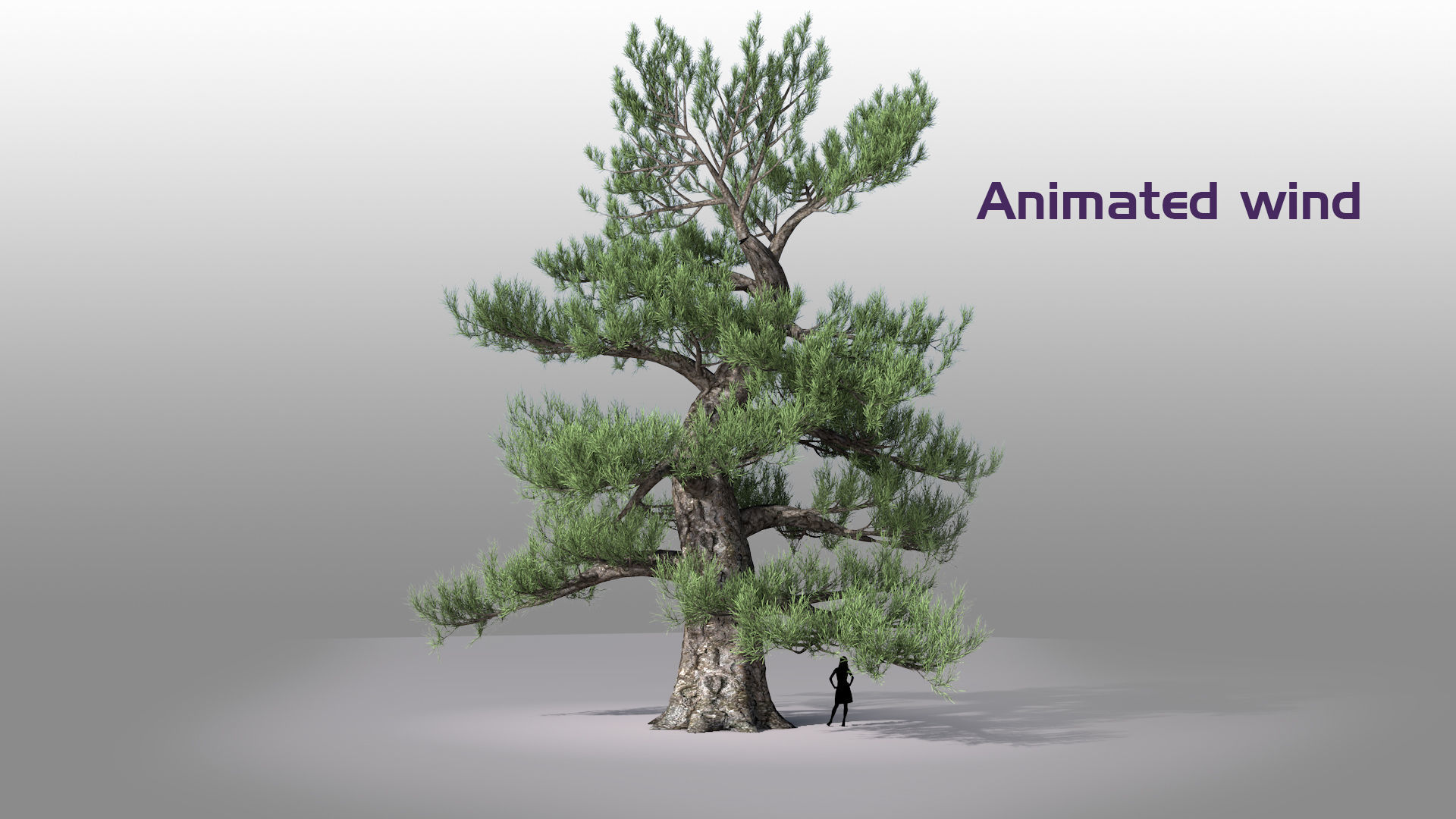 3D model Japanese Pine tree VR / AR / low-poly | CGTrader