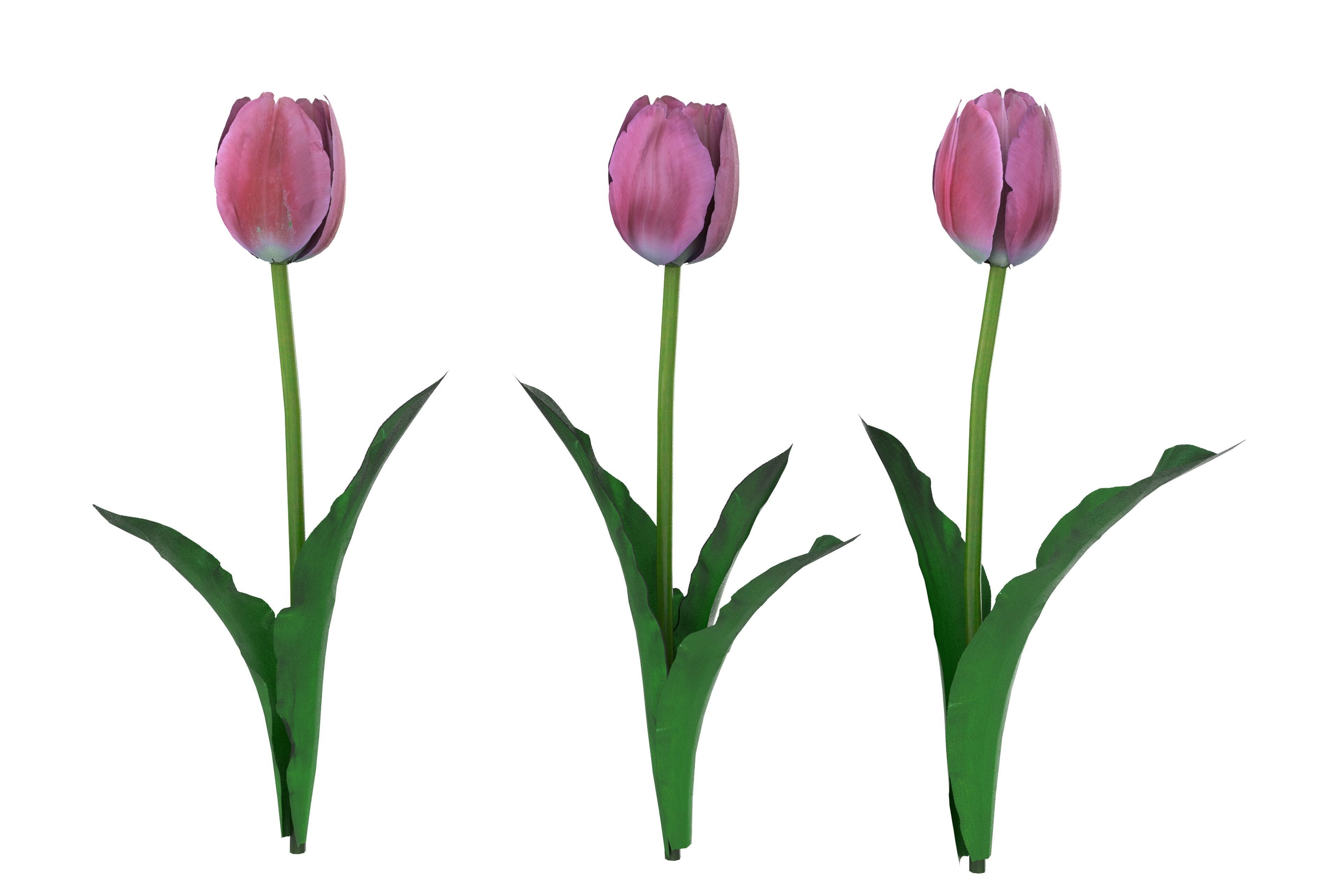 3D model Realistic 4 type color Tulips VR / AR / low-poly | CGTrader