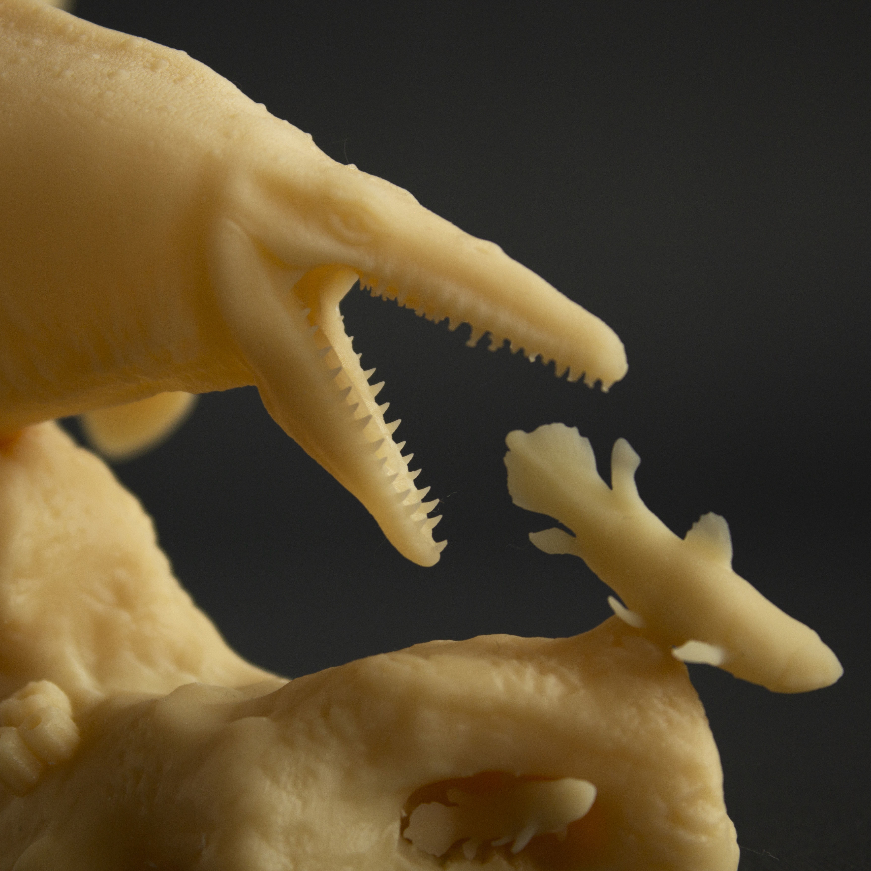 Mosasaur hunting Coelacanth 3D model 3D printable | CGTrader