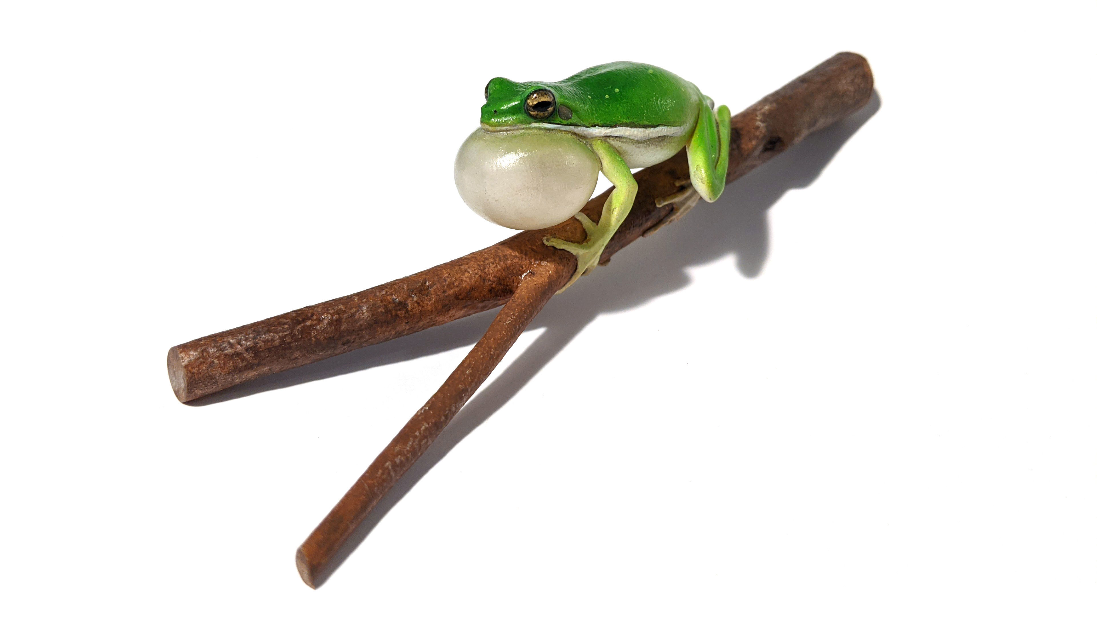 American green tree frog 3D model 3D printable | CGTrader
