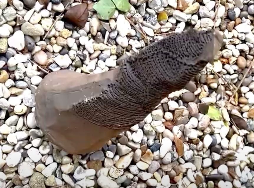 Phallic Object 3D model | CGTrader