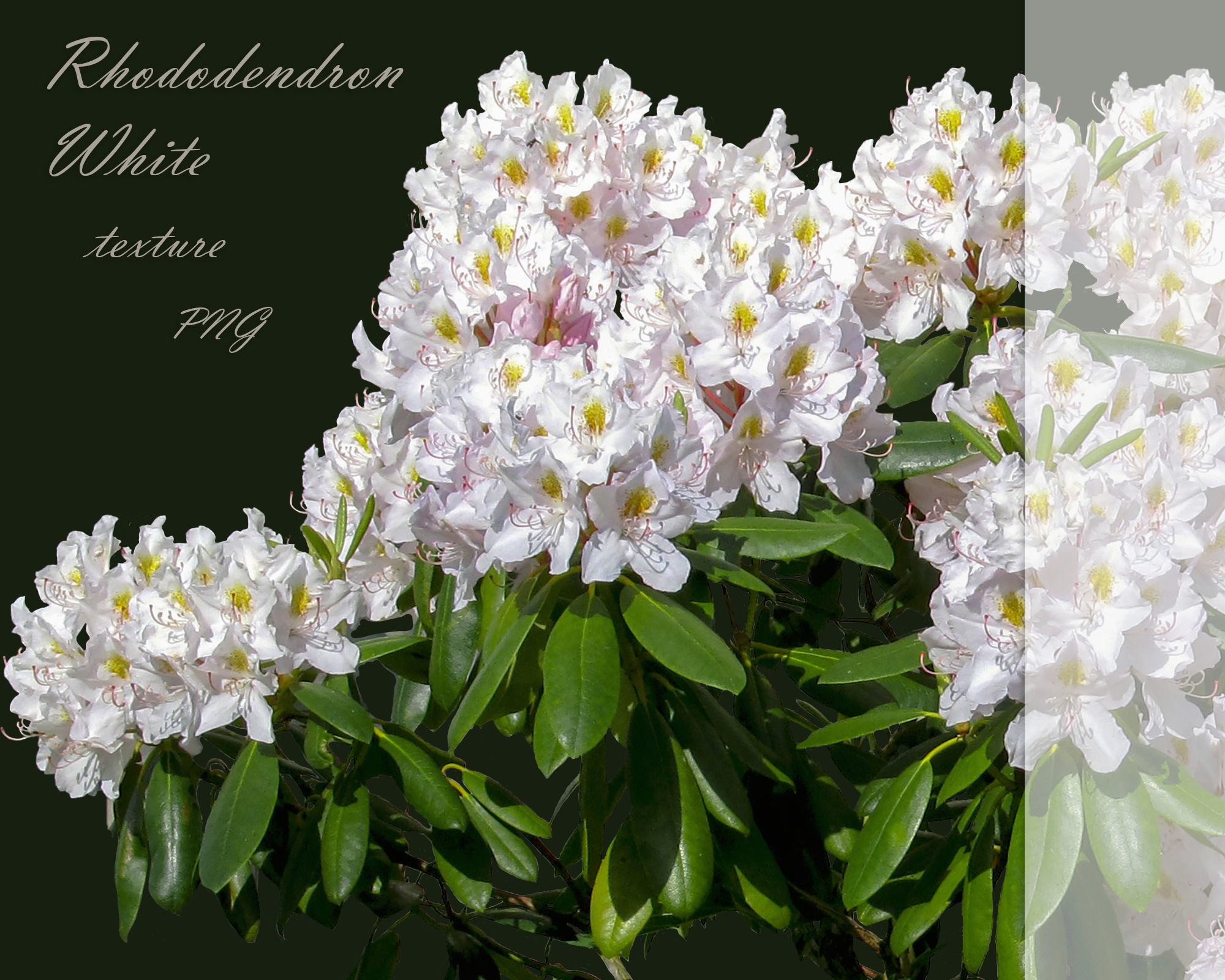 Texture White Rhododendron bush Texture PNG VR / AR / low-poly | CGTrader