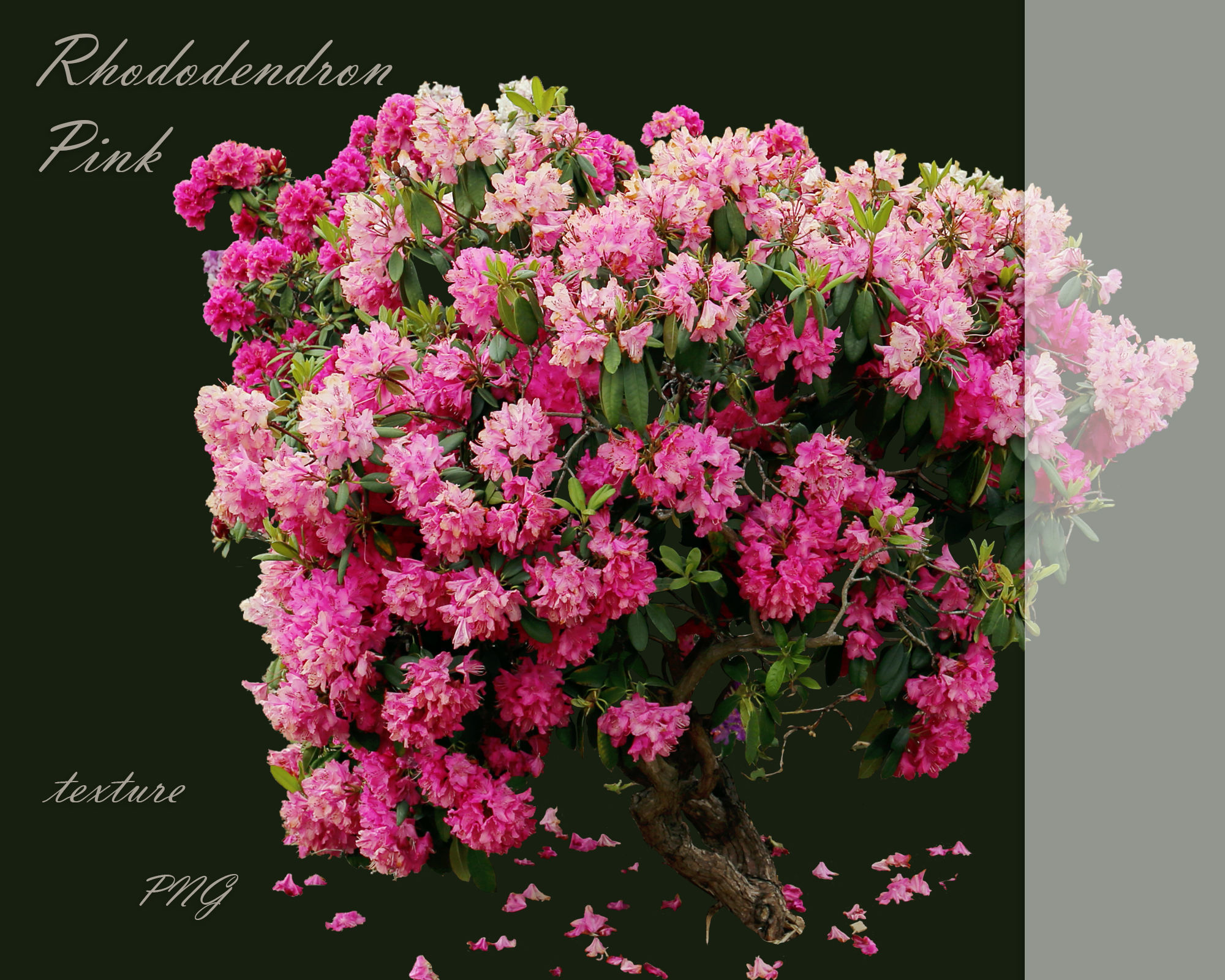 Texture Pink Rhododendron bush Texture PNG VR / AR / low-poly | CGTrader
