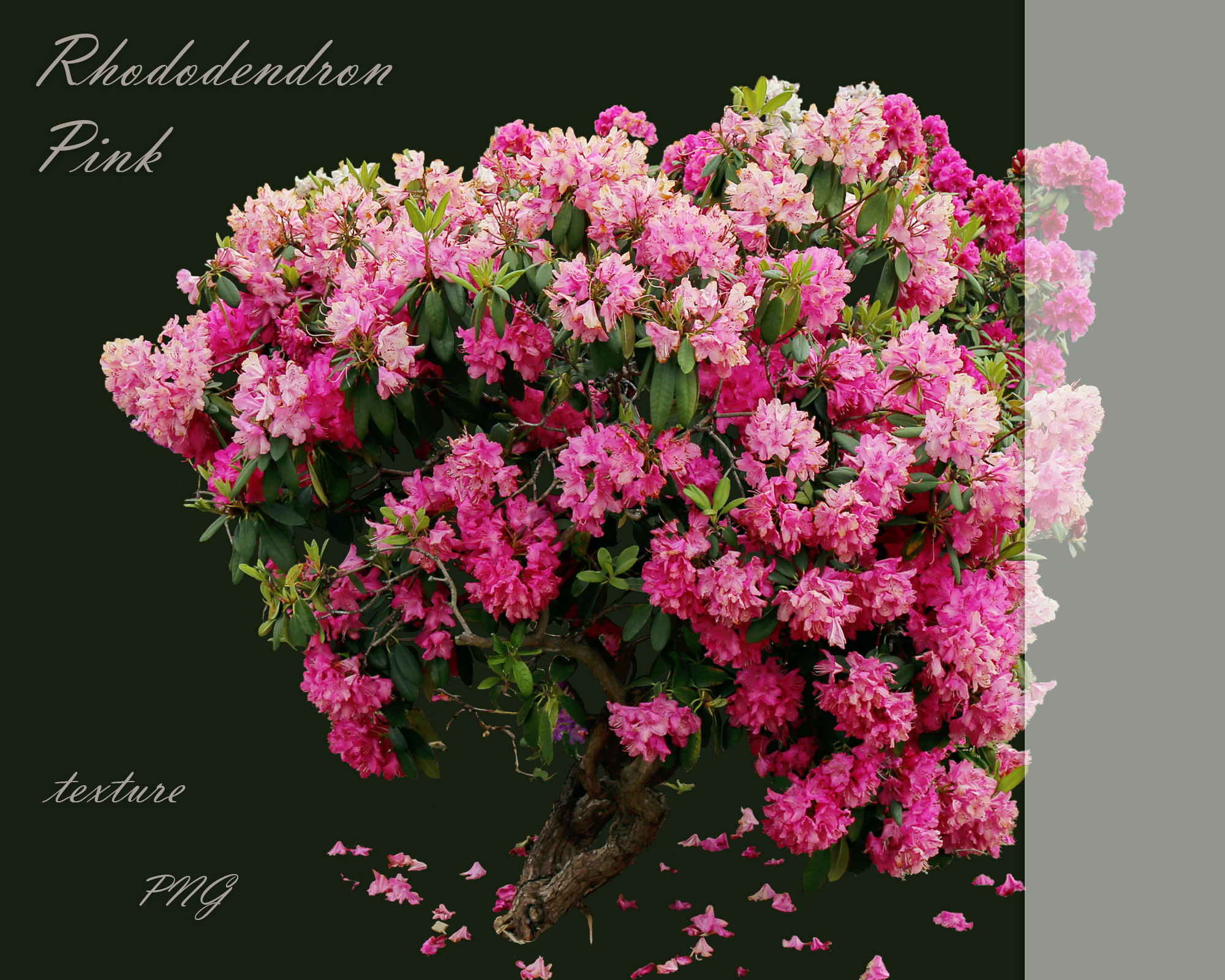 Texture Pink Rhododendron bush Texture PNG VR / AR / low-poly | CGTrader