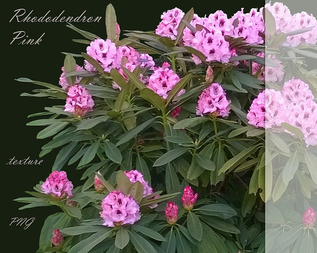 Texture Pink Rhododendron bush Texture PNG VR / AR / low-poly | CGTrader