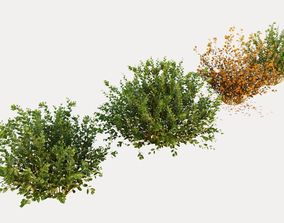 Bush 3D Models | CGTrader