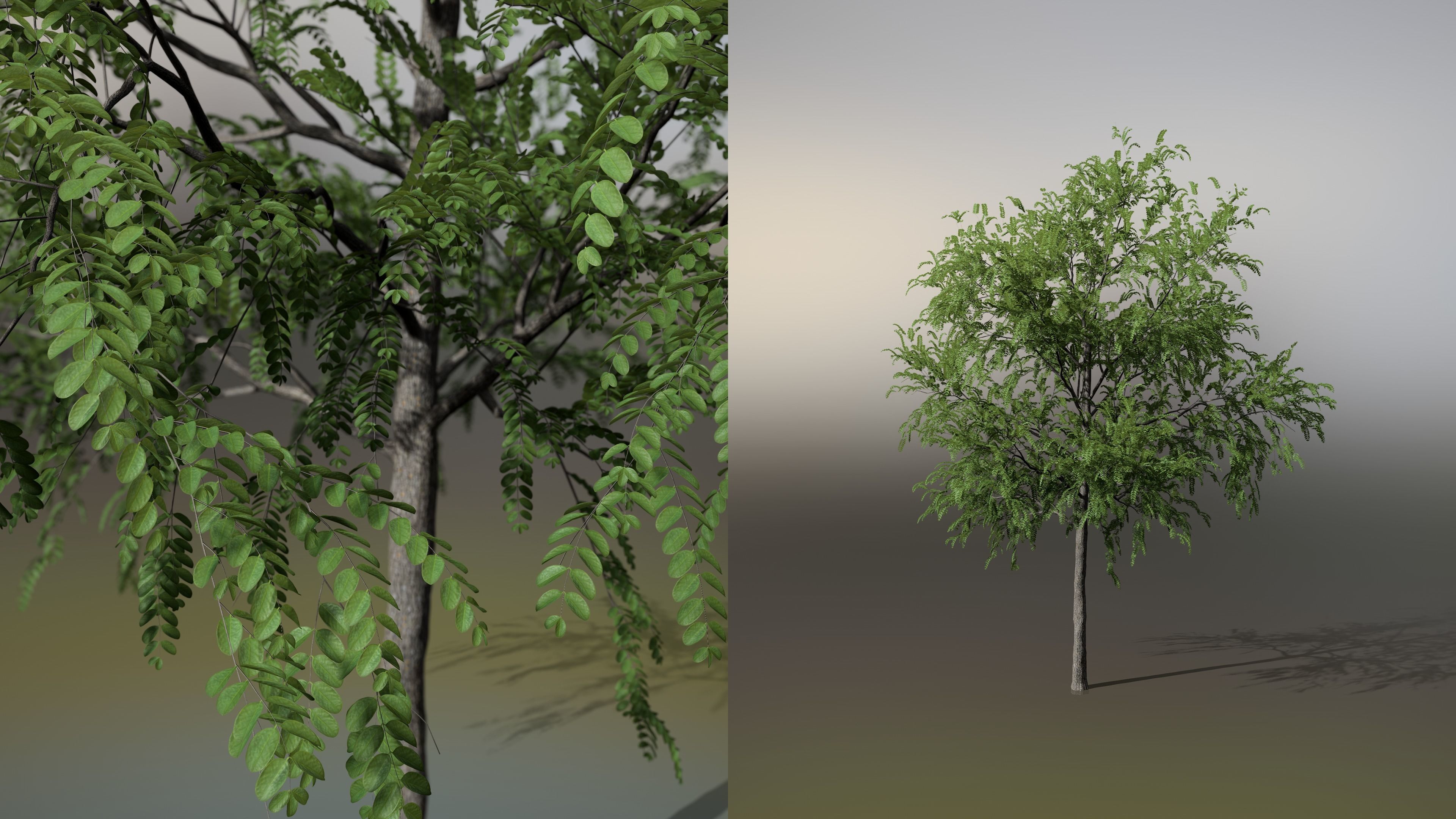 Little Robinia Pseudoacacia or Black Locust Trees - 3 Trees 3D model ...