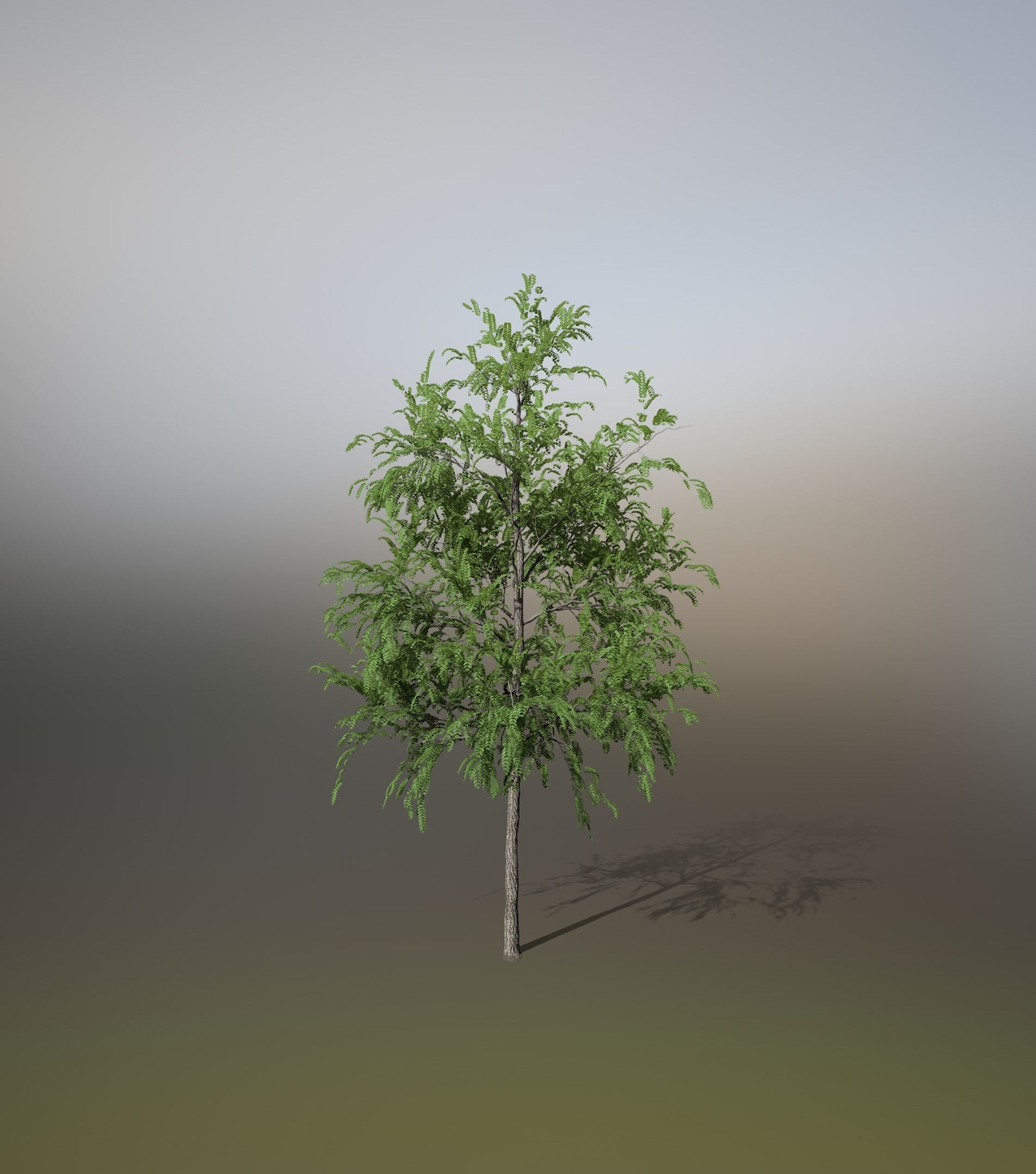 Little Robinia Pseudoacacia or Black Locust Trees - 3 Trees 3D model ...