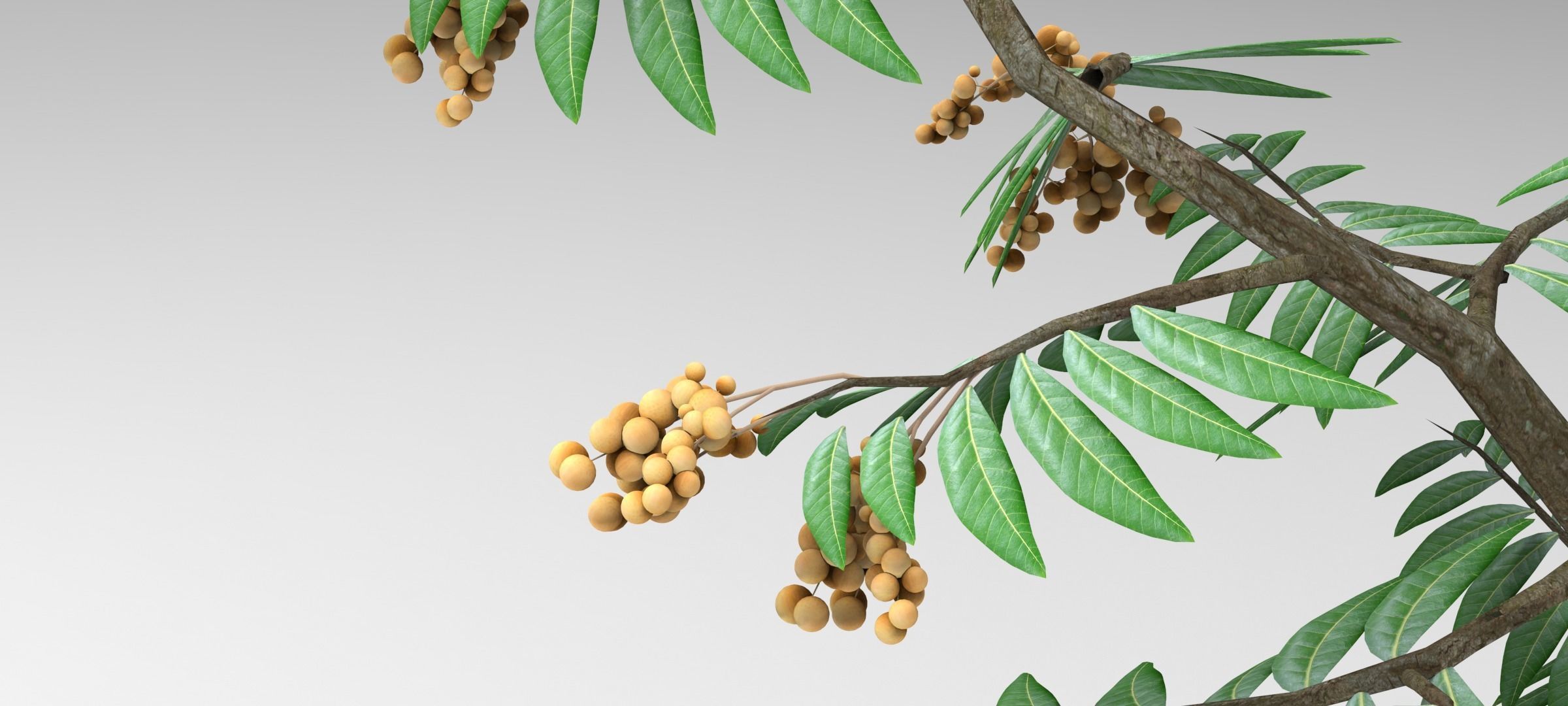 Longan Tree free 3D model | CGTrader