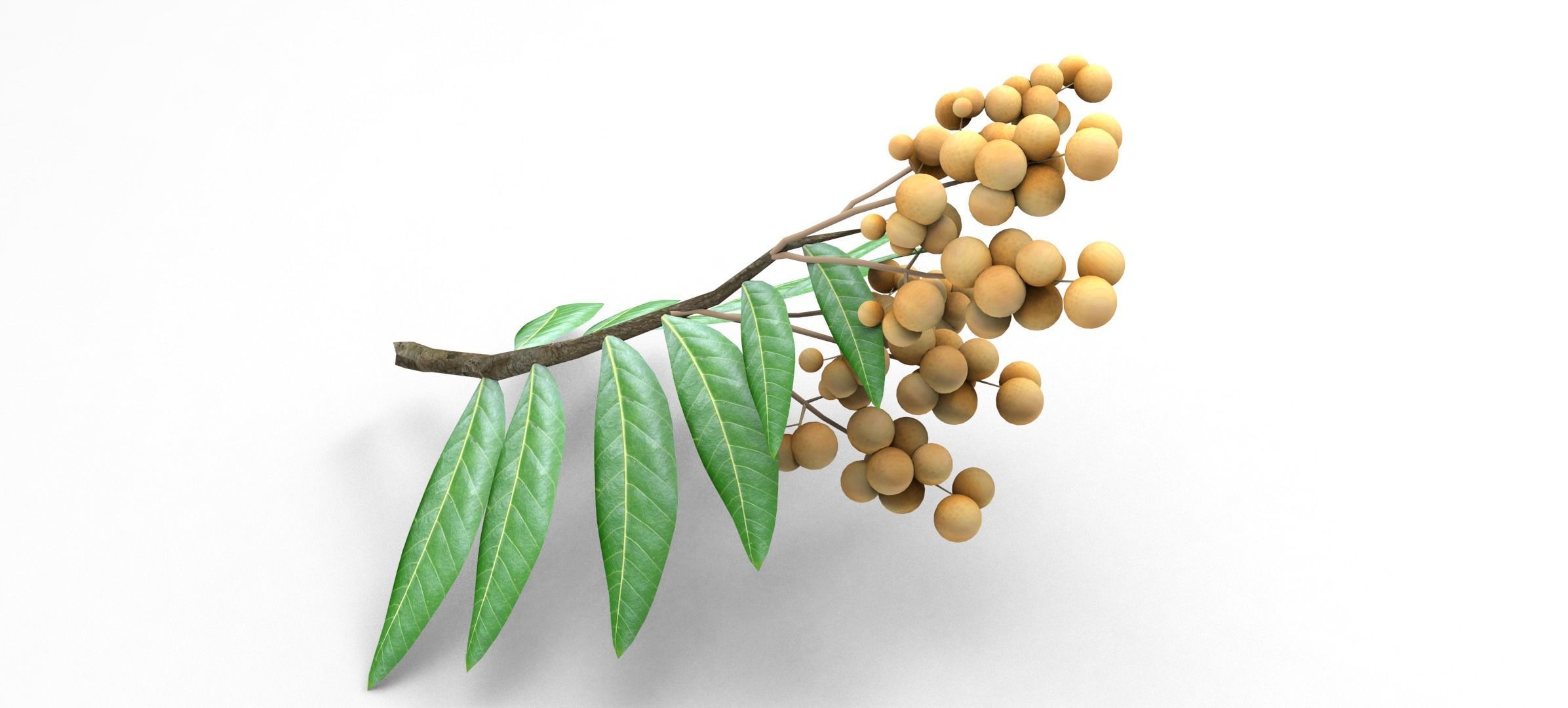 Longan tree branch free VR / AR / low-poly 3D model | CGTrader
