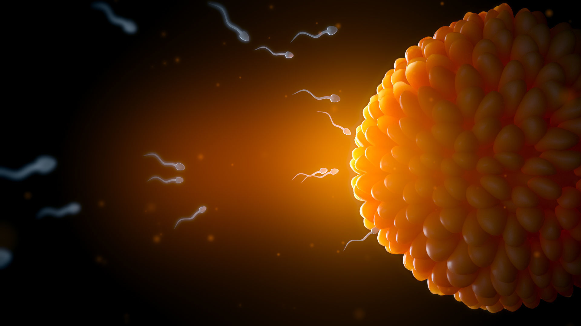 animated fertilization model and sperm 3D model animated rigged | CGTrader