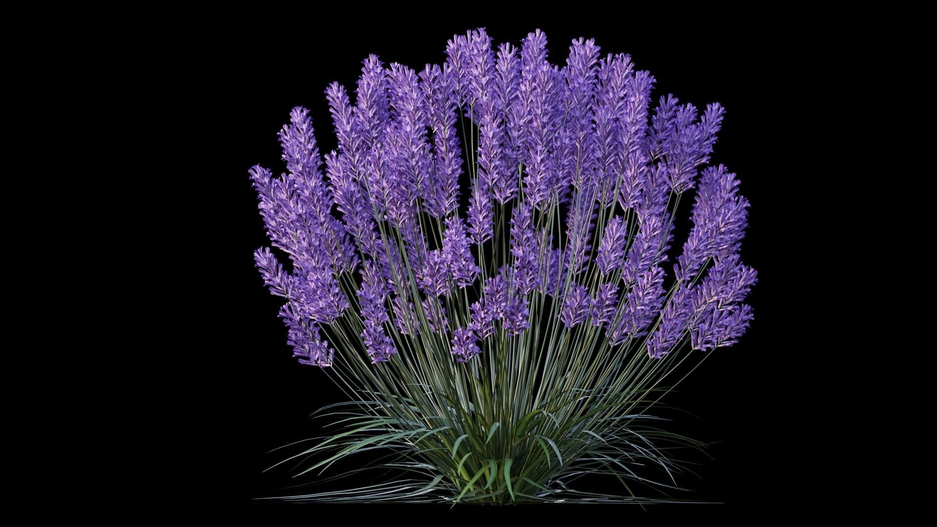 Lavender flowers 3D model | CGTrader