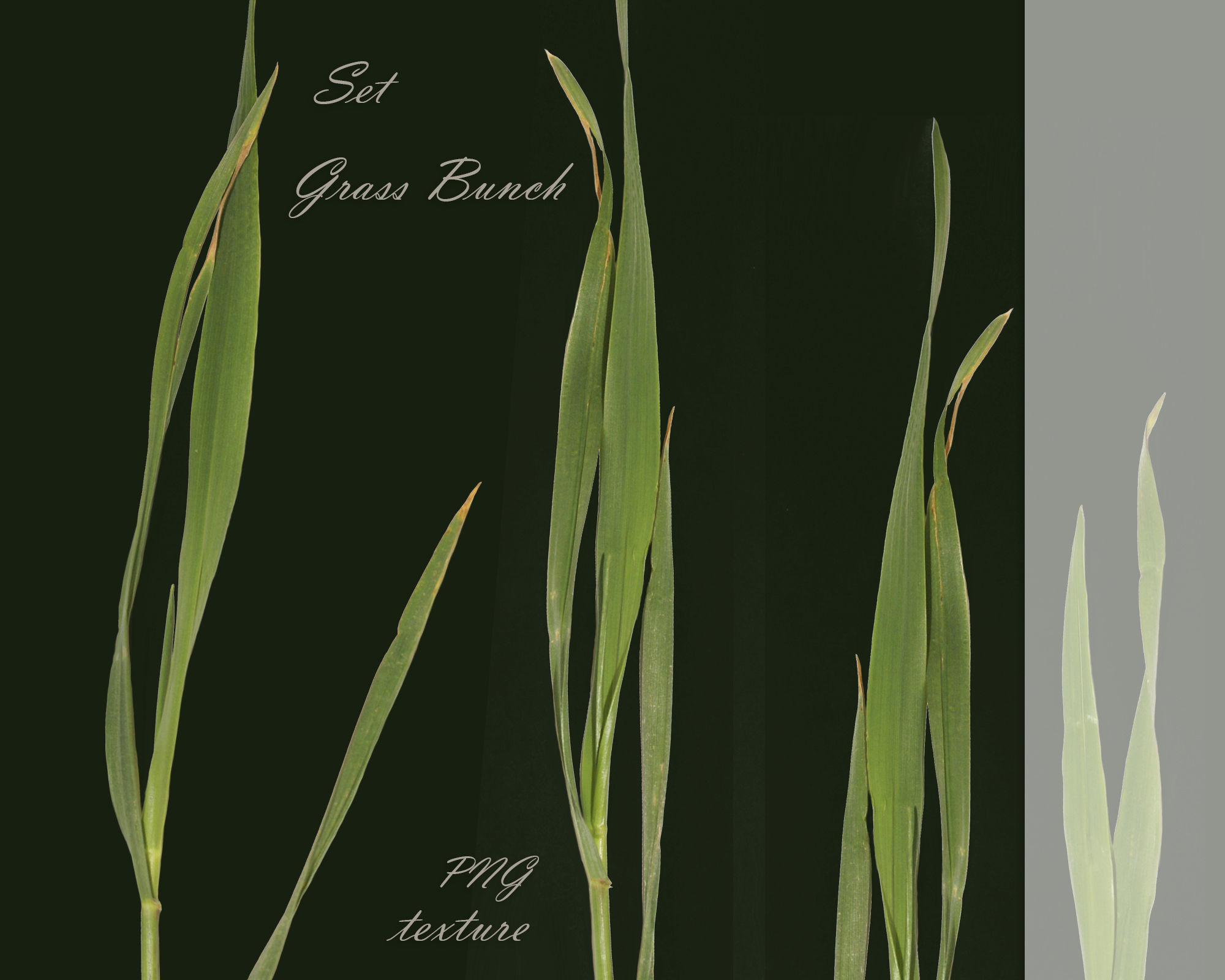 Texture Set of Texture Grass bunch PNG VR / AR / low-poly | CGTrader