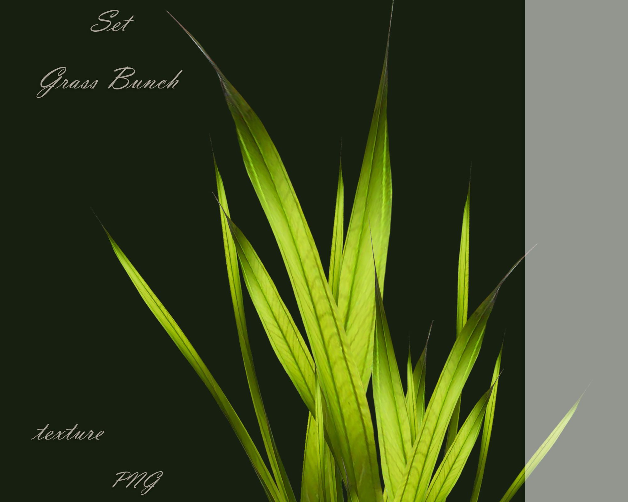 Texture Set of Texture Grass bunch PNG VR / AR / low-poly | CGTrader