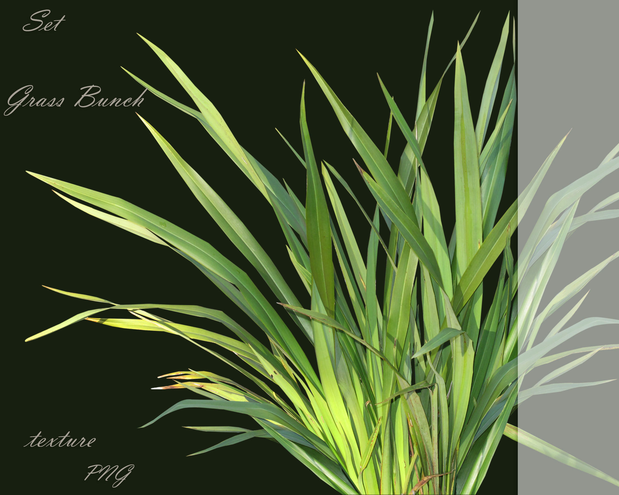 Texture Set of Texture Grass bunch PNG VR / AR / low-poly | CGTrader