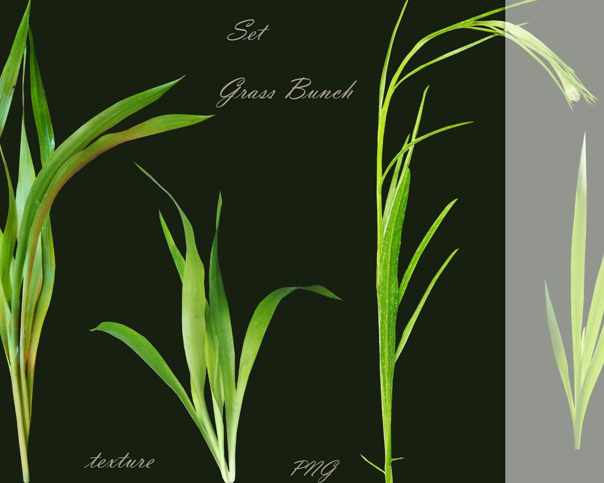 Texture Set of Texture Grass bunch PNG VR / AR / low-poly | CGTrader