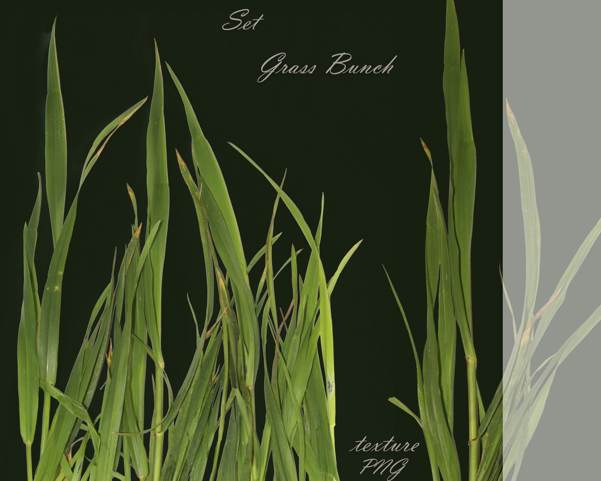 Texture Set of Texture Grass bunch PNG VR / AR / low-poly | CGTrader