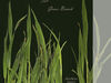 Texture Set of Texture Grass bunch PNG VR / AR / low-poly | CGTrader