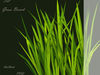 Texture Set of Texture Grass bunch PNG VR / AR / low-poly | CGTrader