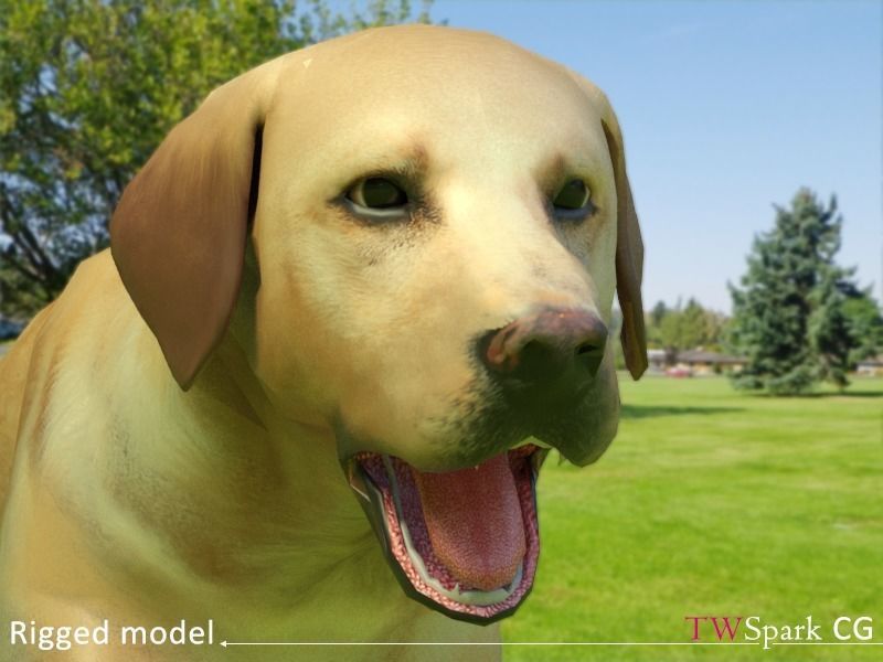 3D model Low poly Labrador Dog Model Rigged VR / AR / low-poly | CGTrader