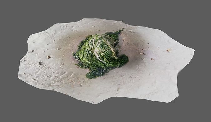 Realistic Algae Rock on Beach Photoscan 3D model | CGTrader