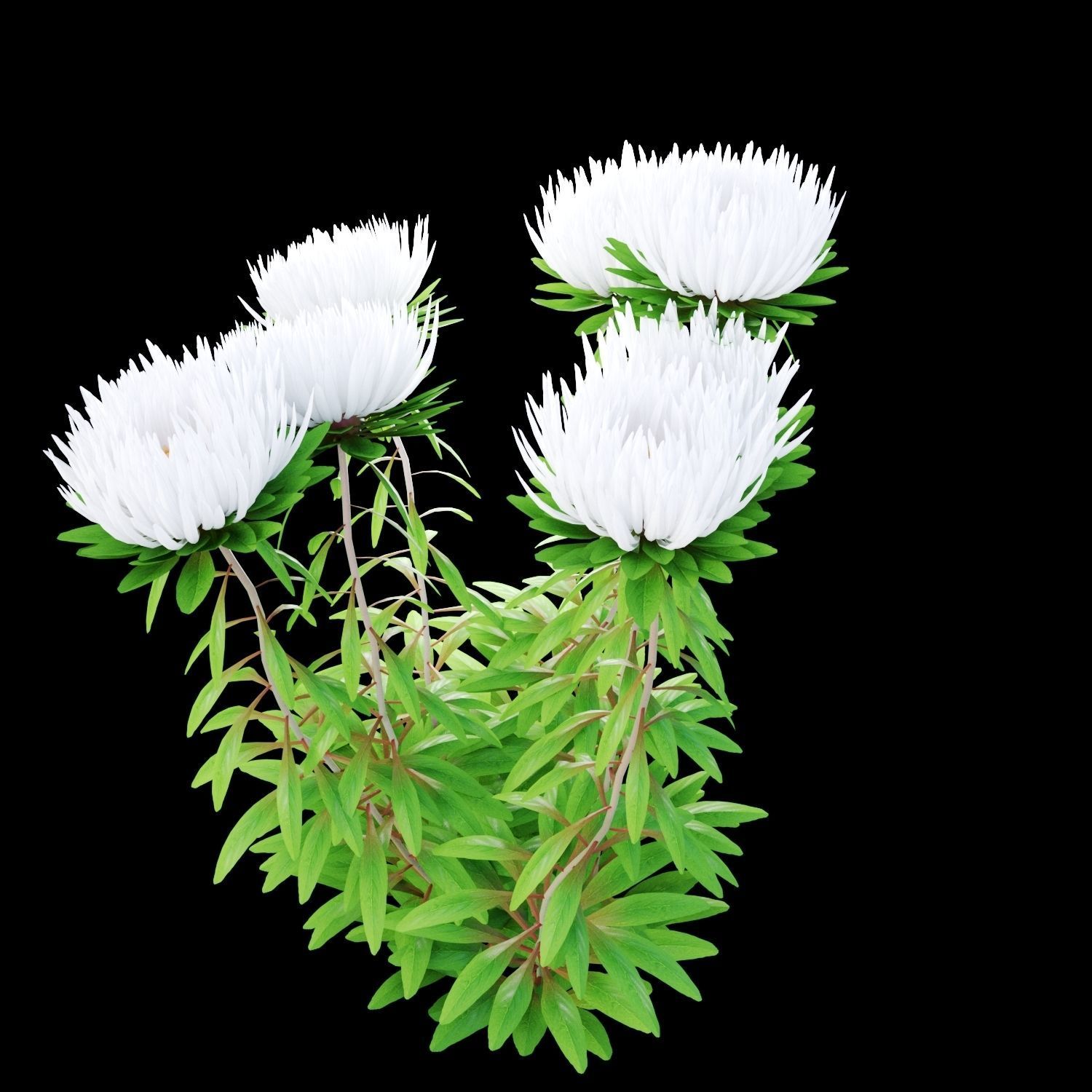 Aster flowers American Beauty 3D model | CGTrader