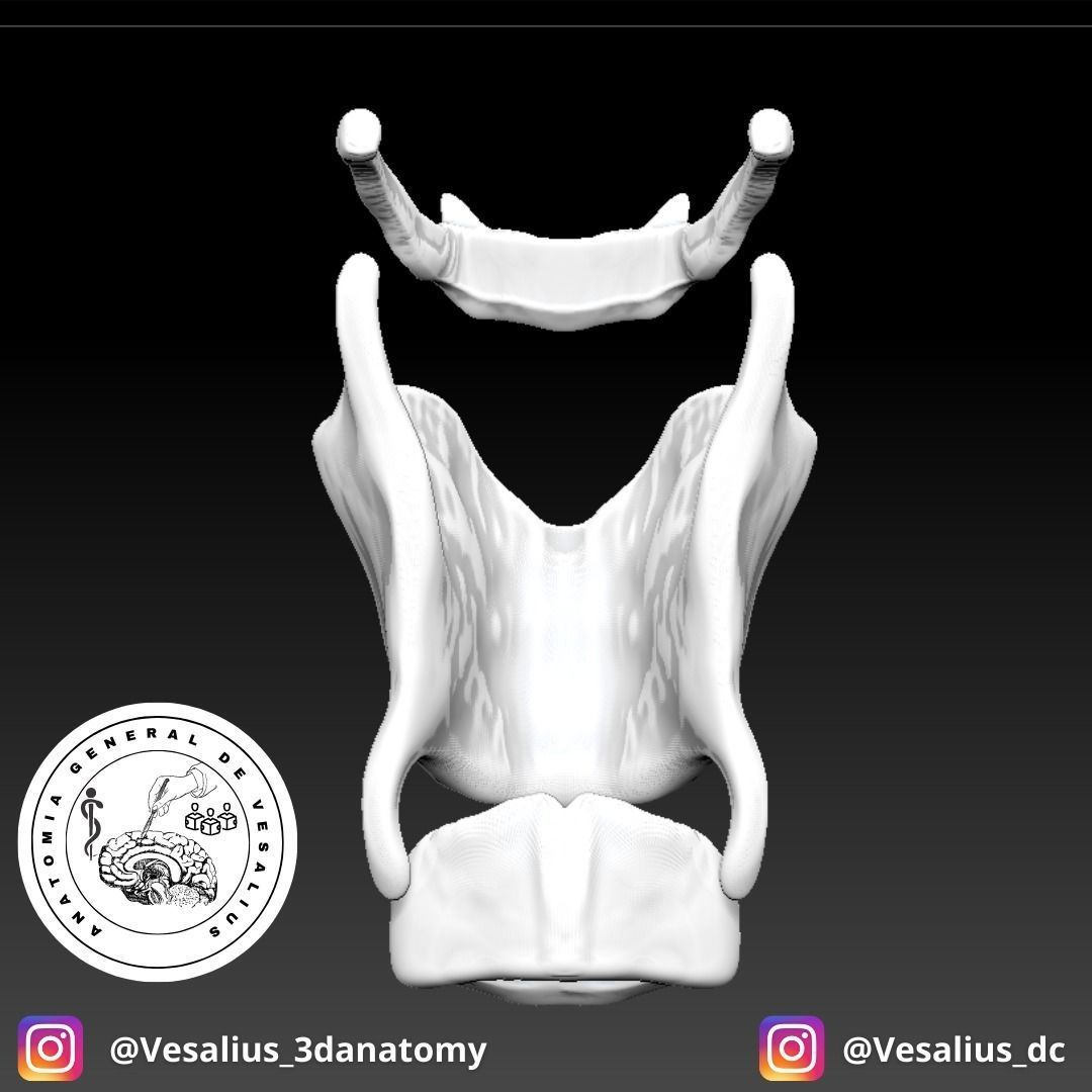 Larynx 3D model 3D printable | CGTrader