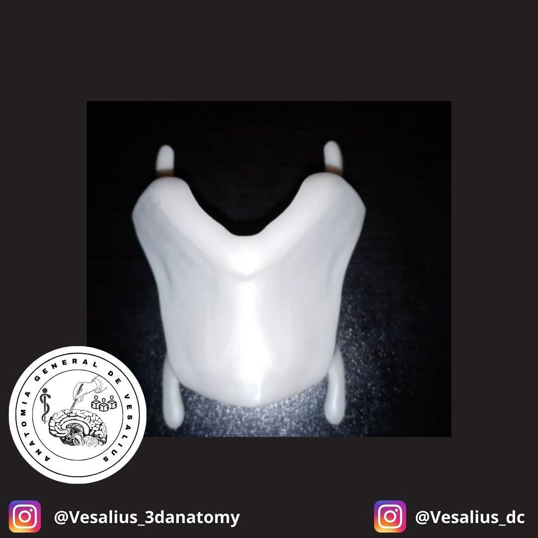 Larynx 3D model 3D printable | CGTrader
