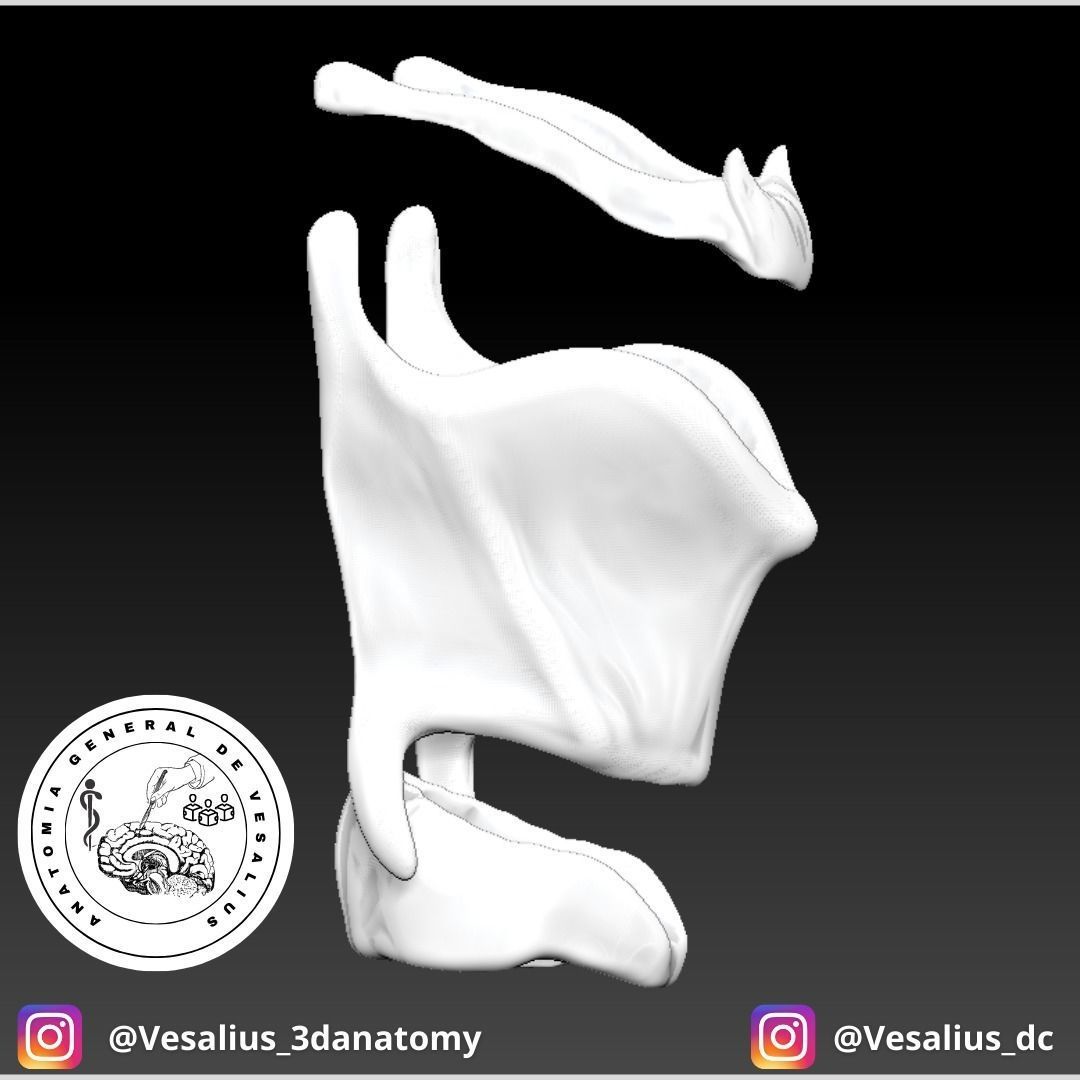 Larynx 3D model 3D printable | CGTrader