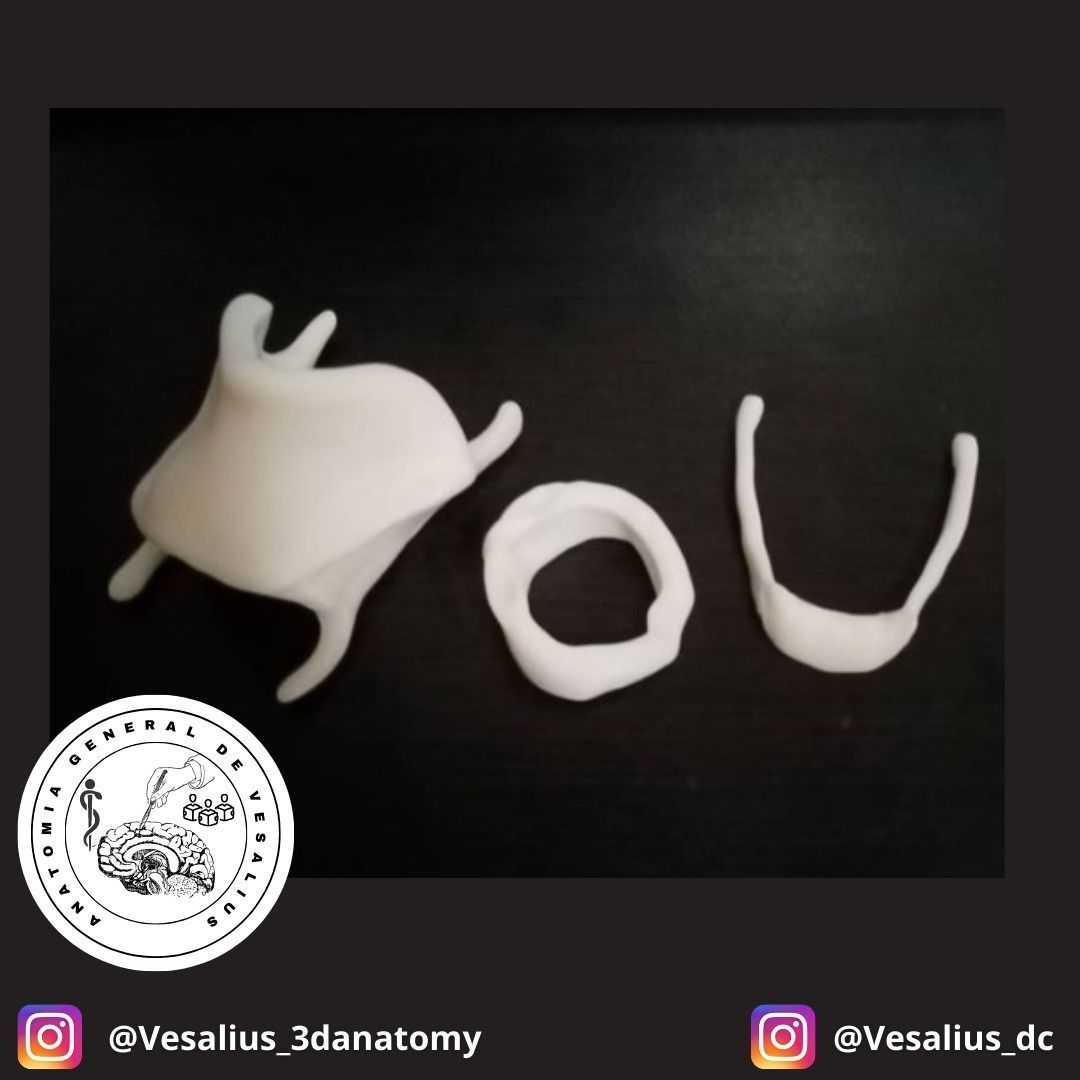 Larynx 3D model 3D printable | CGTrader