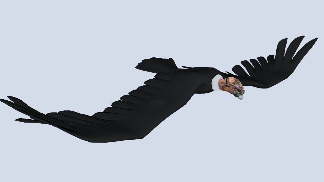 3D model Animated Rigged Condor VR / AR / low-poly | CGTrader