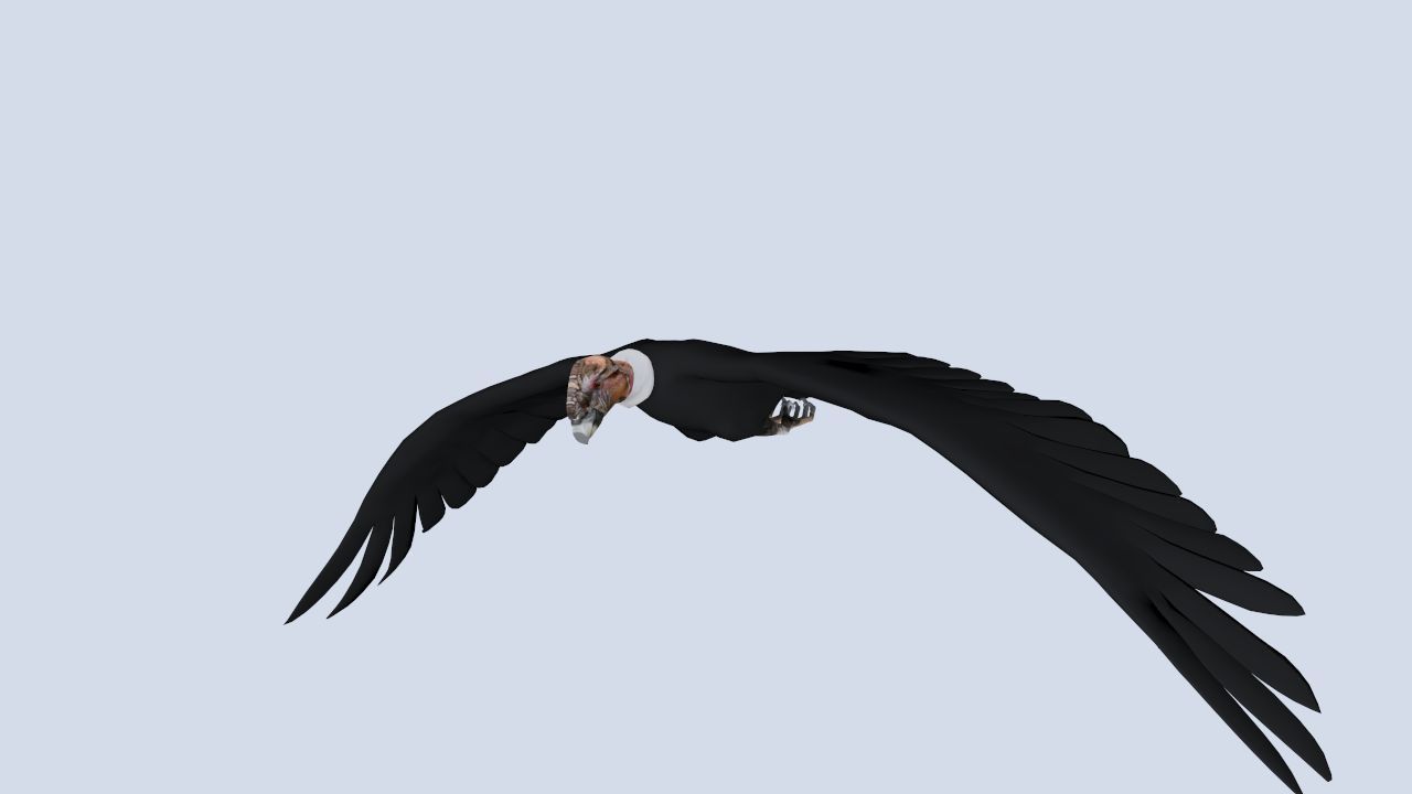 3D model Animated Rigged Condor VR / AR / low-poly | CGTrader
