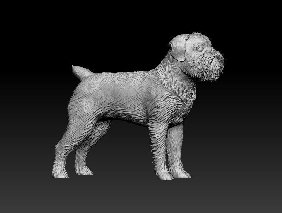 Brussels Griffon 3D model 3D printable | CGTrader