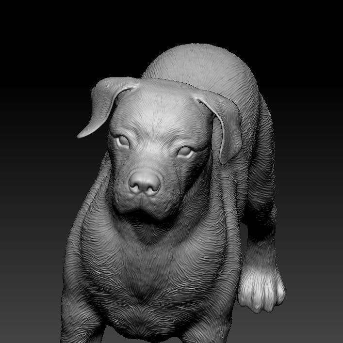Cane Corso 3D model 3D printable | CGTrader