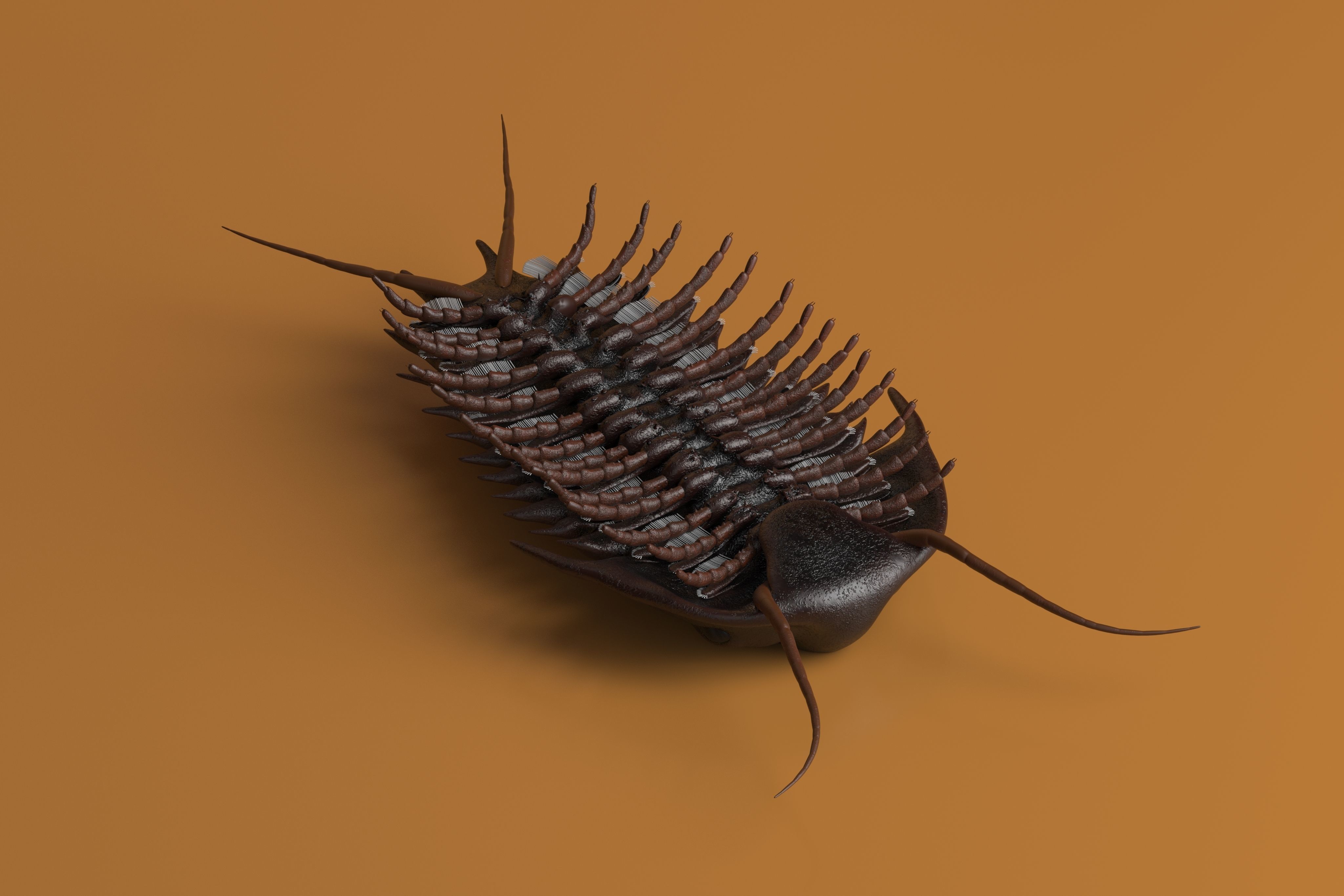 Trilobite - Olenoides Serratus 3D model | CGTrader
