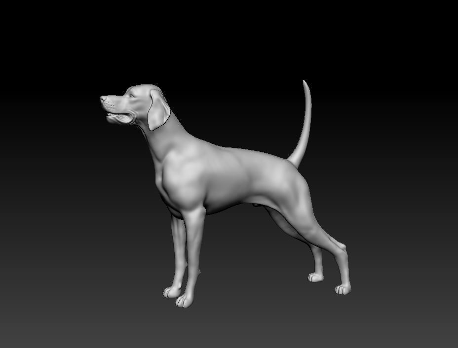 English Pointer 3D model 3D printable | CGTrader