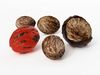 Nutmeg Five Sizes 3D model | CGTrader
