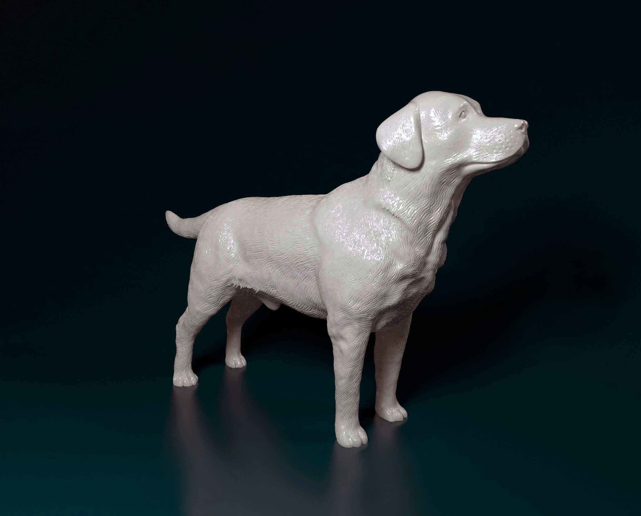 Labrador 3D model 3D printable | CGTrader