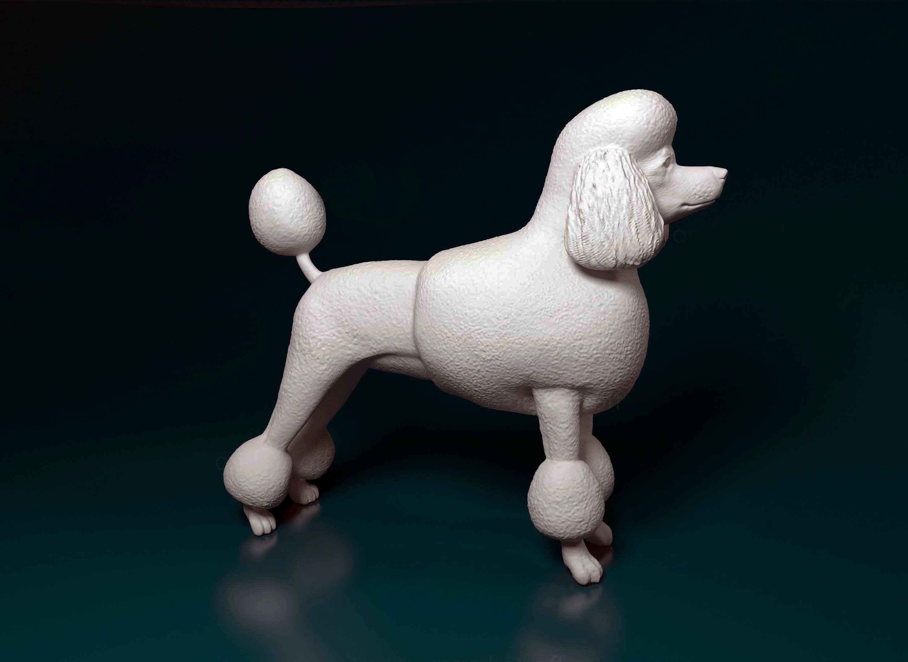 Leon-haired poodle 3D model 3D printable | CGTrader