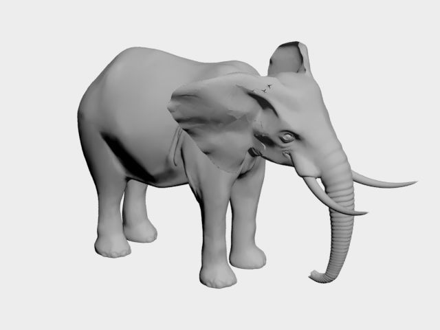 Elephant-wild animals 3D model | CGTrader
